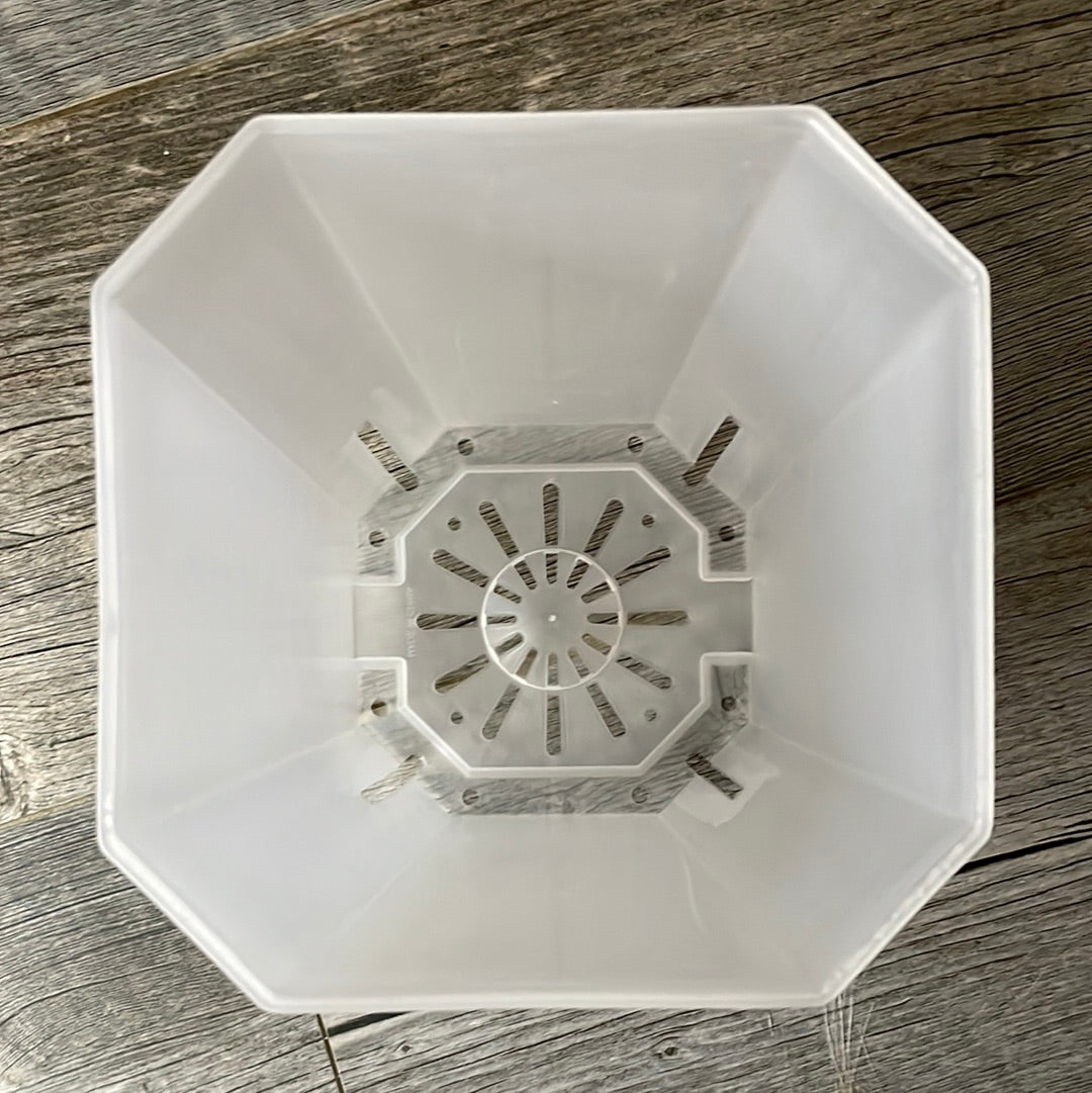 7" bevel sided tall square clear pot – QuarterAcreOrchids