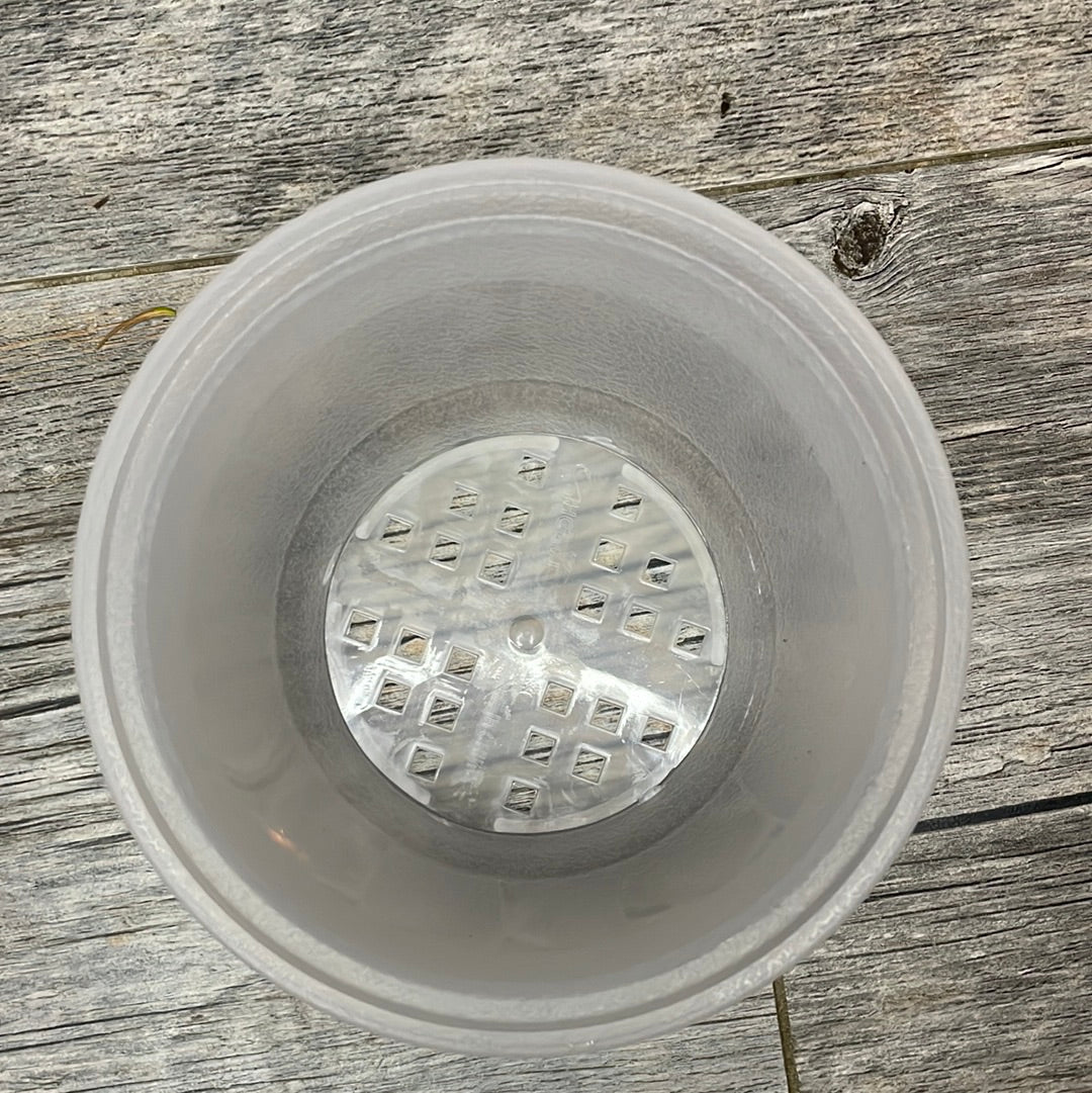 4" clear textured shallow bulb pan – QuarterAcreOrchids