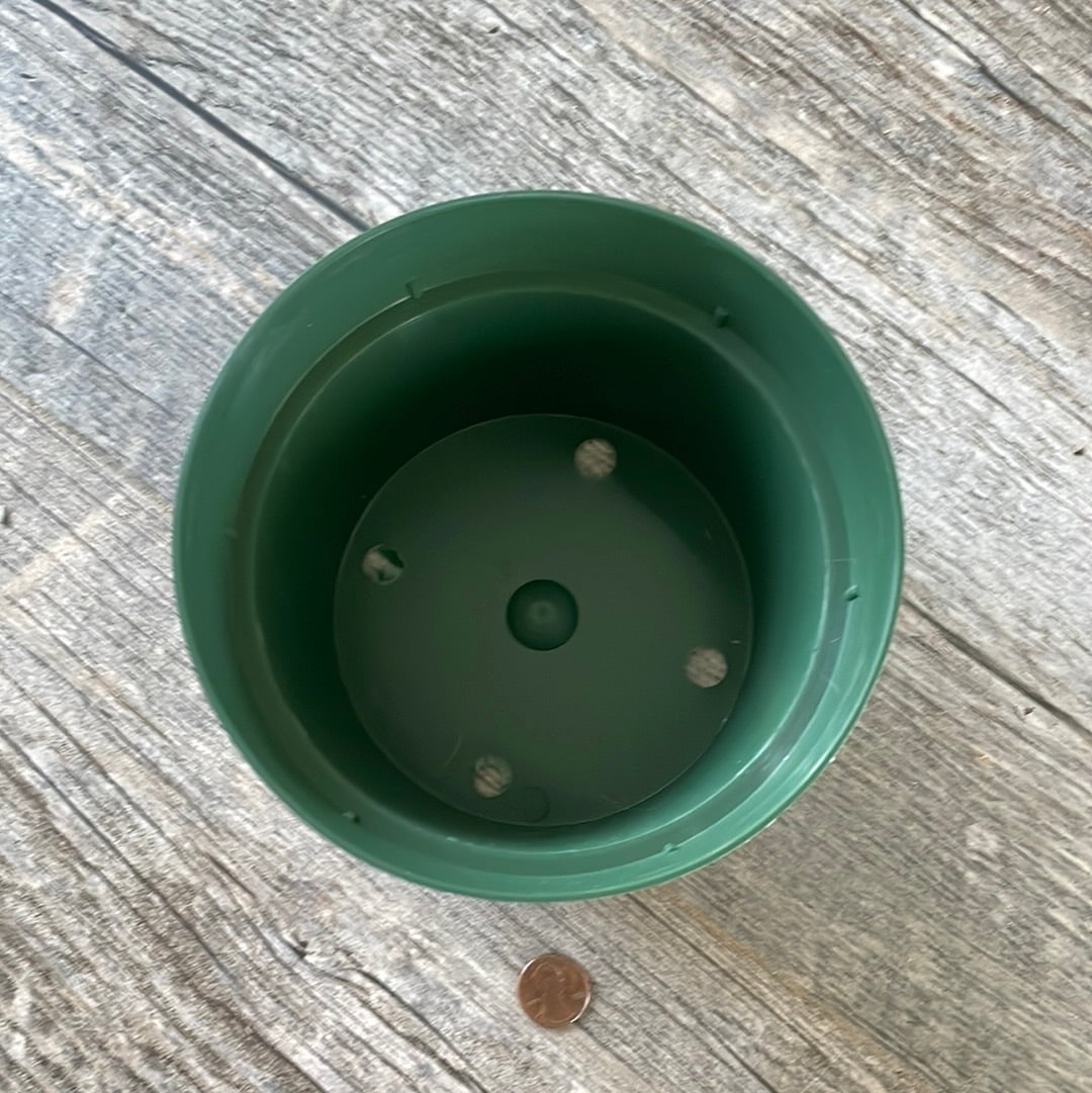 6” round green plastic bulb pan – QuarterAcreOrchids